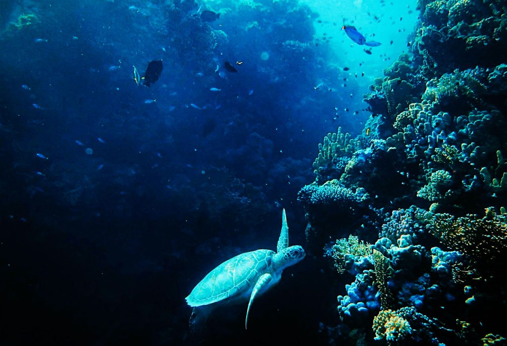 Remote Islands , the hidden mysteries of the Seychelles - Les Alizés Kreol